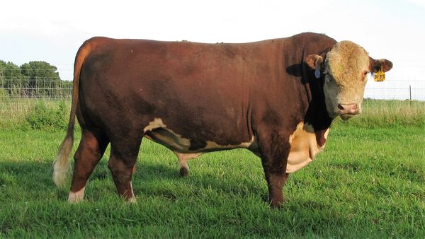 Reference Sires | JMS Polled Herefords